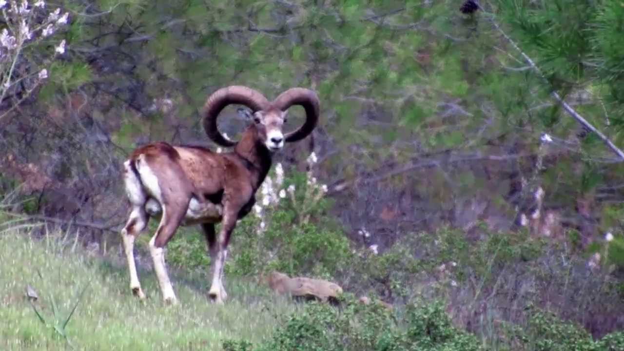 Απειλούμενα Ειδη: Κυπριακό Αγρινο. - ΚΟΜΜΑ ΓΙΑ ΤΑ ΖΩΑ ΚΥΠΡΟΥ